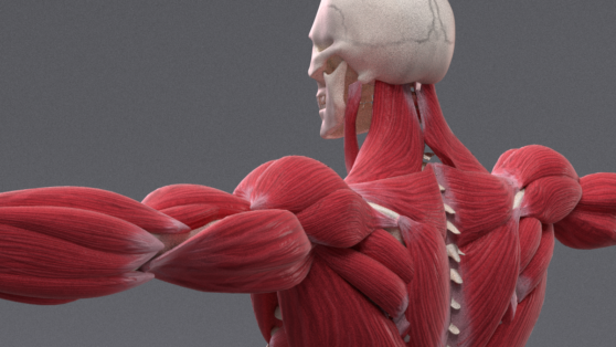 X-Muscle System 2.8肌肉系统 – Blender中国社区